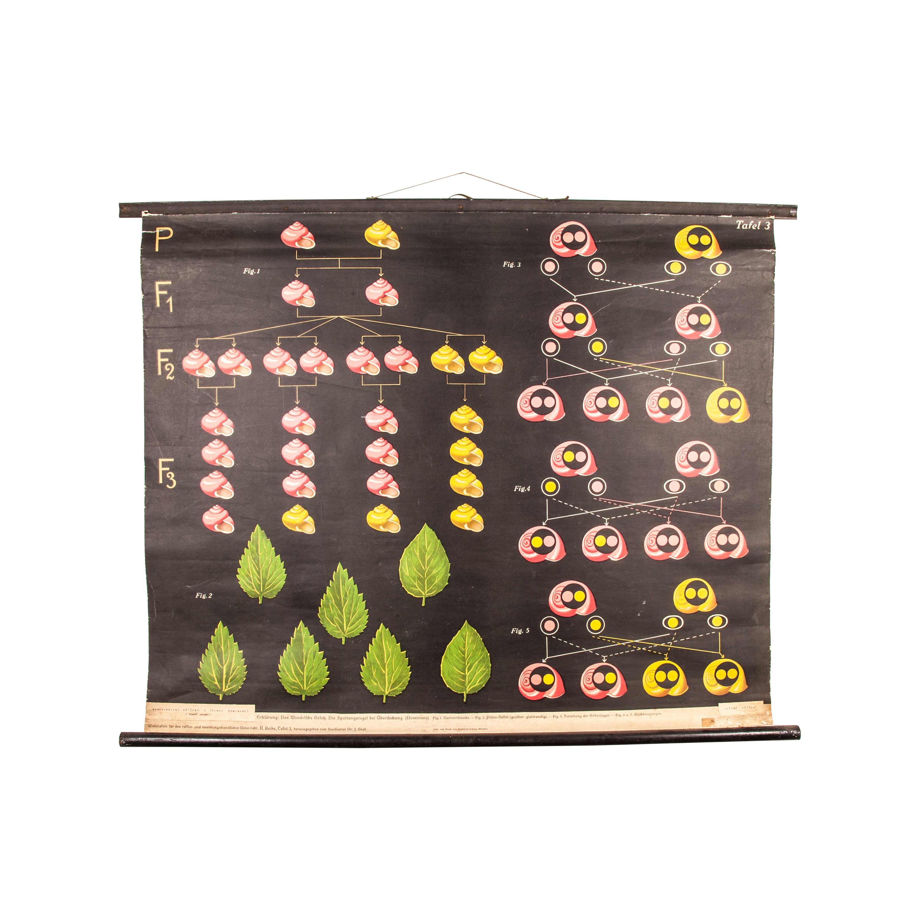 Early 20th Century Educational Chart, Snail Development For Sale at 1stDibs