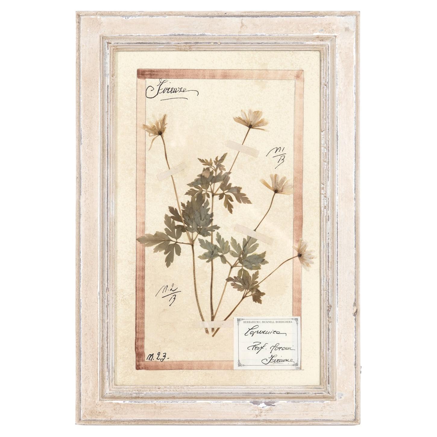 Grand Framed Group of French Pressed Botanical Specimens at 1stDibs