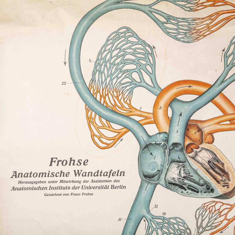 Early 20th Century German Anatomical Circulation Chart, Heart at 1stDibs