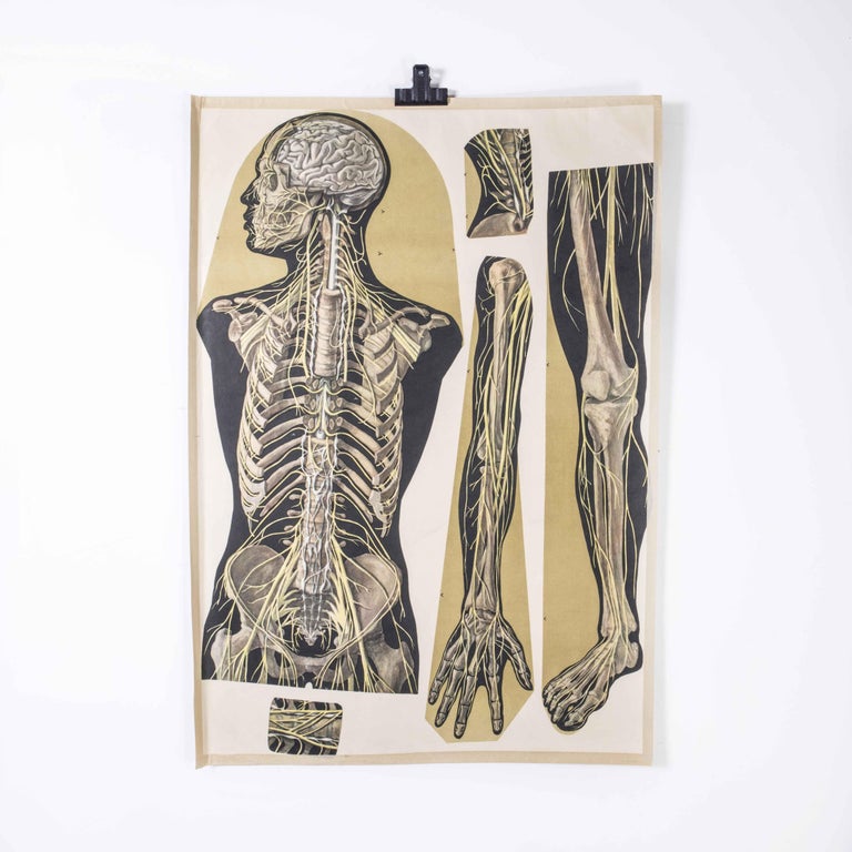 Early 20th Century Human Skeleton Educational Poster For Sale at 1stDibs