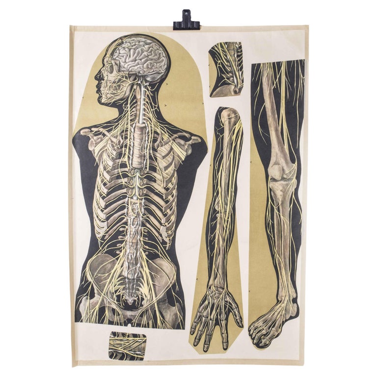 Early 20th Century Human Skeleton Educational Poster For Sale at 1stDibs