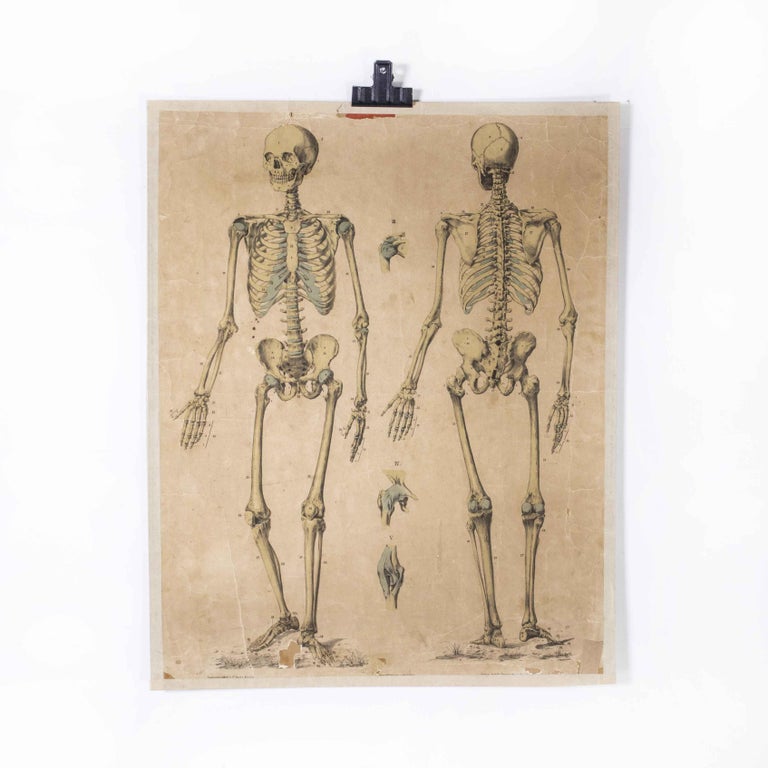 Early 20th Century Human Skeleton Front and Back Educational Poster For ...