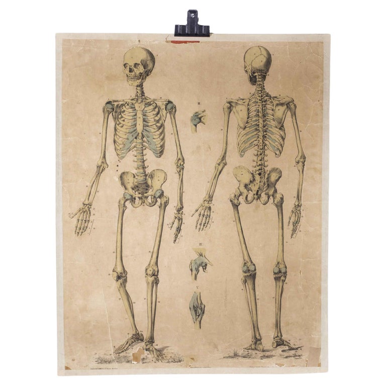 Early 20th Century Human Skeleton Front and Back Educational Poster For ...