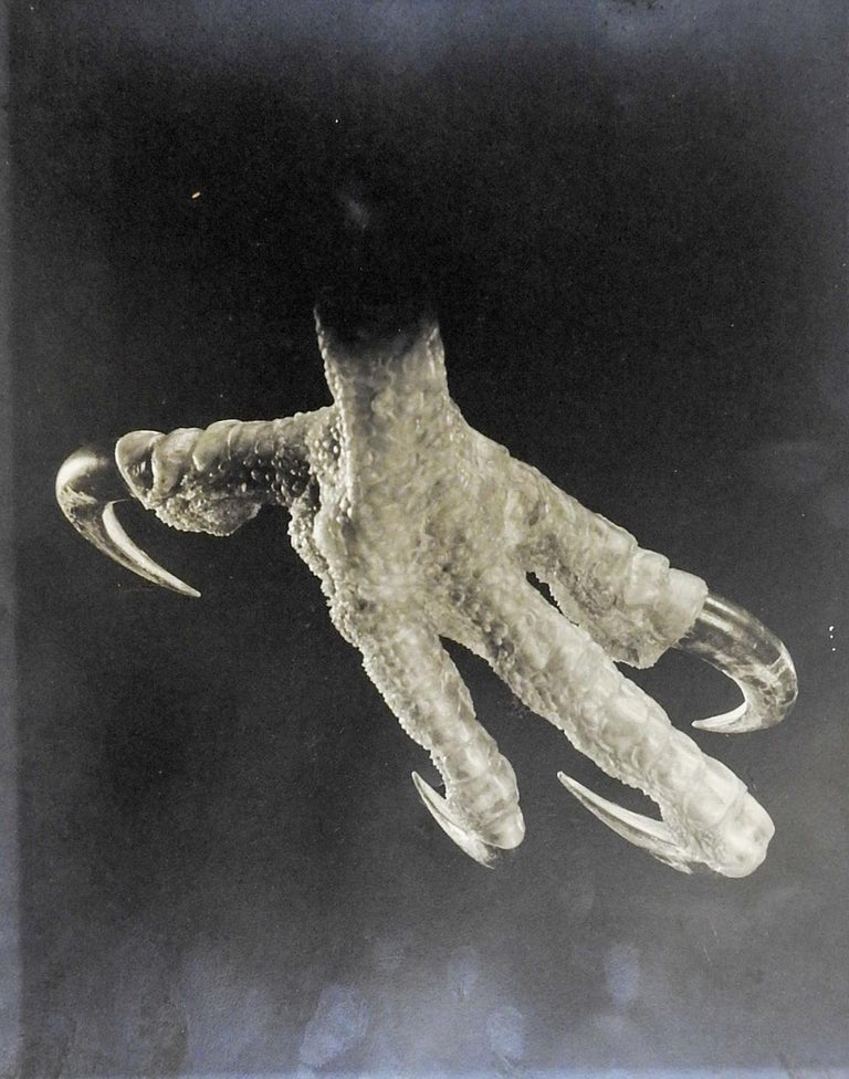 Vintage Joe Clark Eagle Claw Black and White Photograph For Sale at 1stDibs