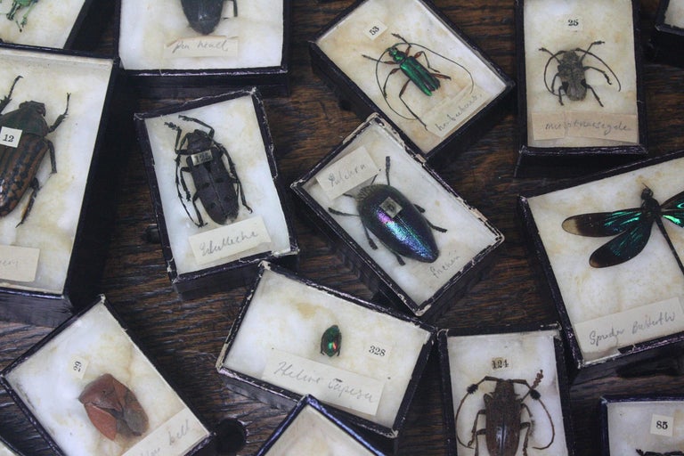 Early 20th Century Collection of 44 Cased Museum Entomology Beetle ...