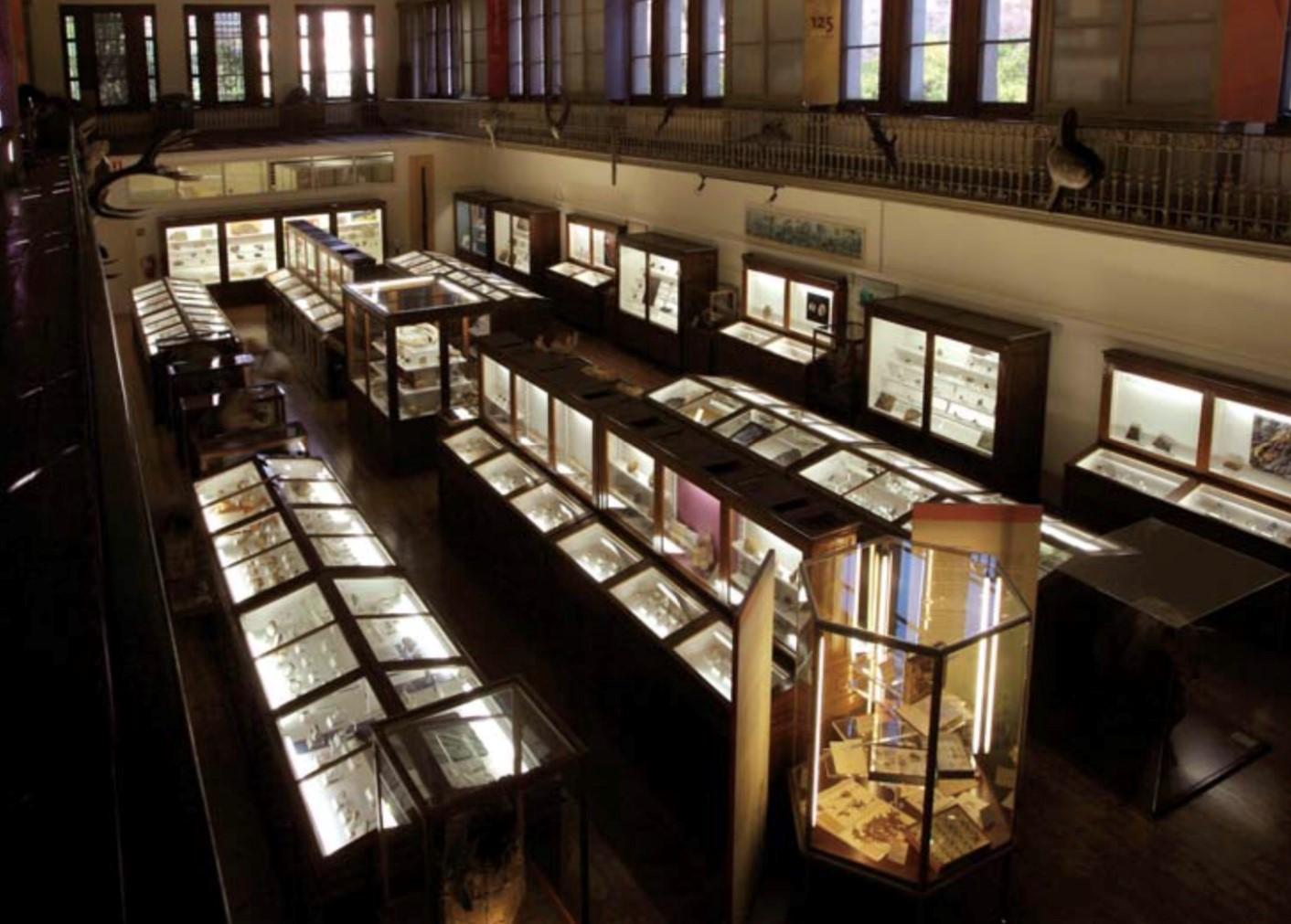 Early 20th Century Museum Wall Vitrine from Barcelona's Natural Science ...