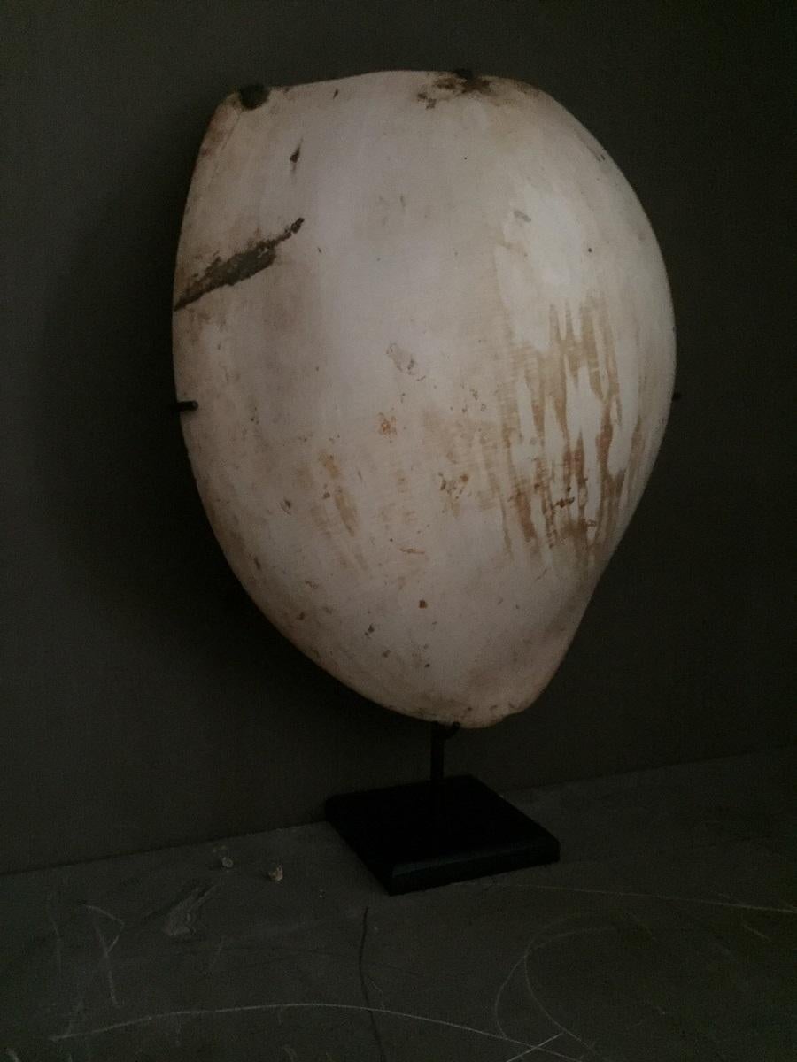 Early 20th Century Pectorial Shield Shell Papua New Guinea at 1stDibs