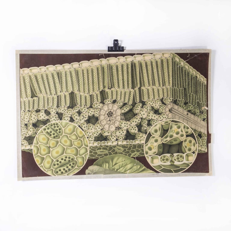 Early 20th Century Plant Cells Educational Poster For Sale at 1stDibs