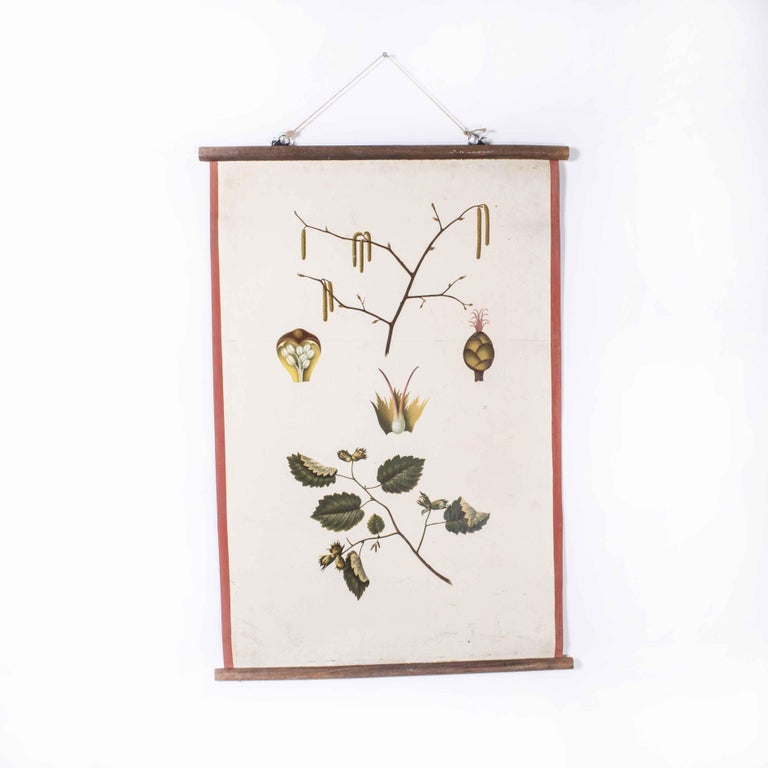 Early 20th Century Plant Educational Poster For Sale at 1stDibs