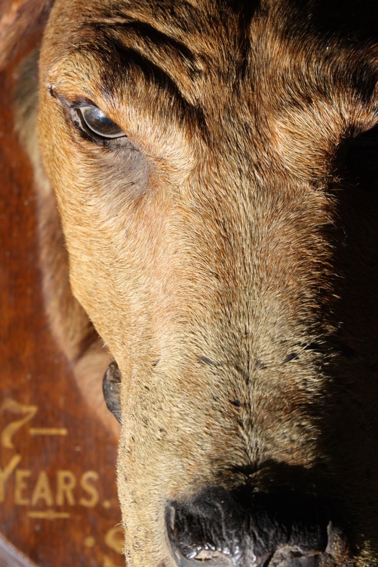 Early 20th Century "Saddler" Old English Otterhound Dog Taxidermy Mount ...