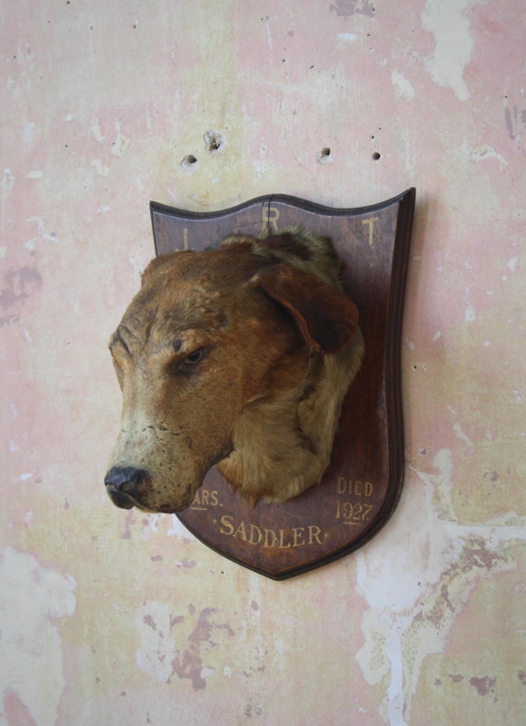 Early 20th Century "Saddler" Old English Otterhound Dog Taxidermy Mount ...