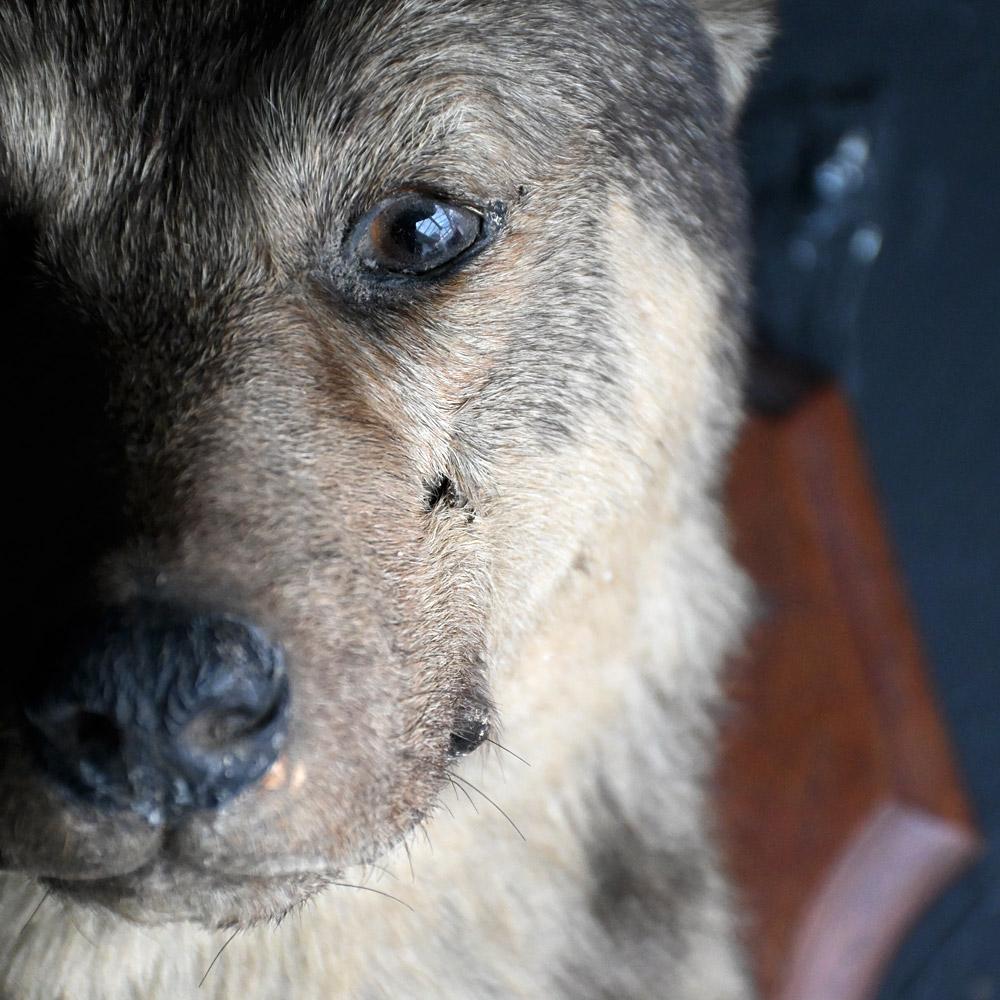 Early 20th Century Taxidermy Dog Mount For Sale at 1stDibs