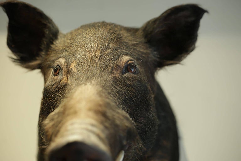 Early 20th Century Taxidermy Wild Boar Shoulder Mount, circa 1930s For ...