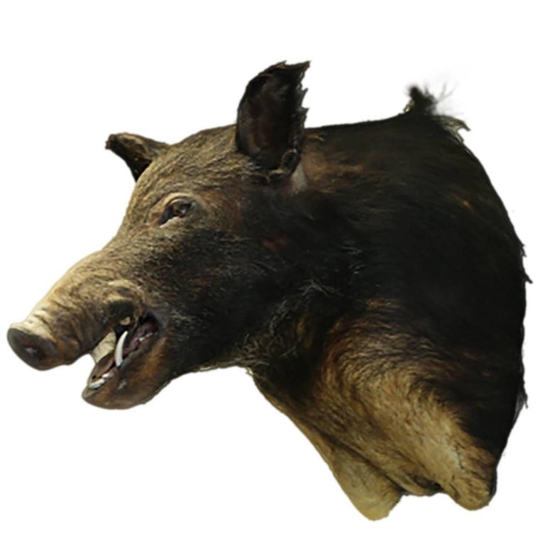 Early 20th Century Taxidermy Wild Boar Shoulder Mount, circa 1930s For ...