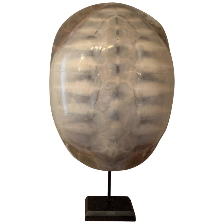 Early 20th Century white Tortoise Shell at 1stDibs
