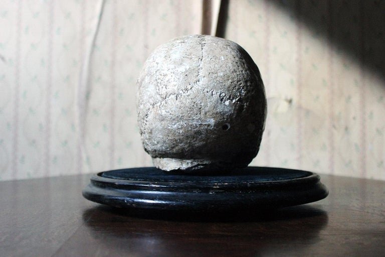 Early 20th Century Plaster Model of a Human Skull on Ebonised Stand at ...