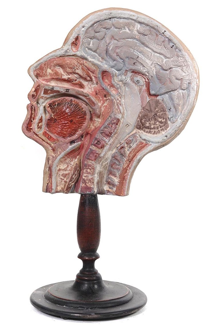 Early Anatomical Half Head Model at 1stDibs