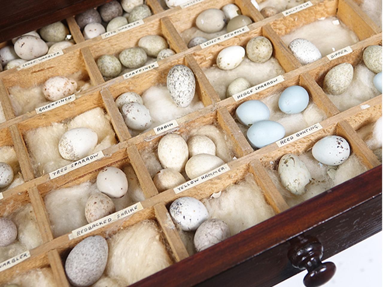 Early Museum Egg Collection at 1stDibs