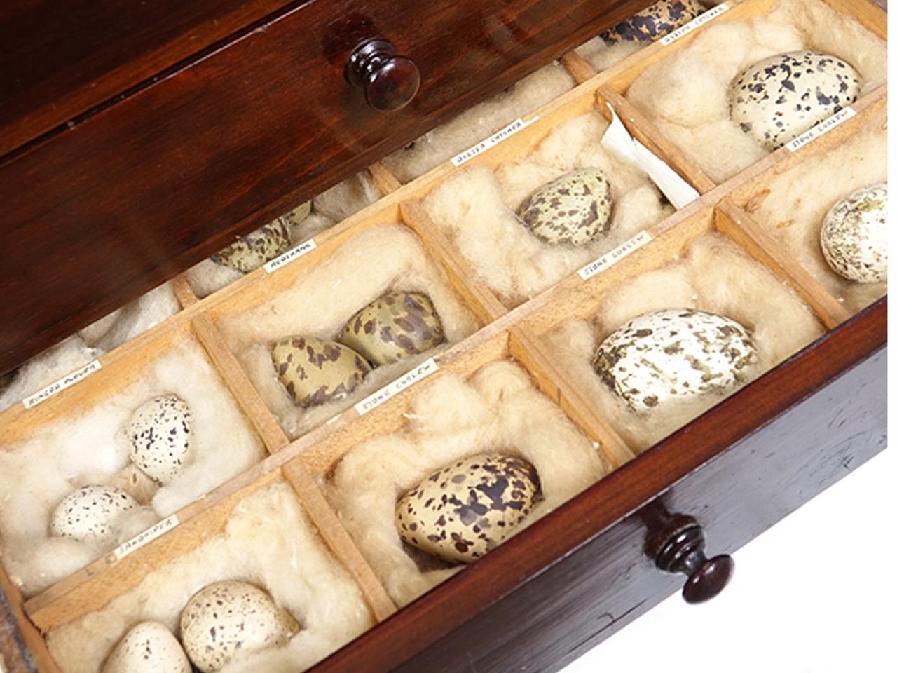 Early Museum Egg Collection at 1stDibs