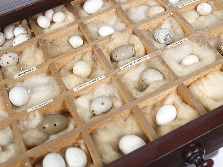 Early Museum Egg Collection at 1stDibs