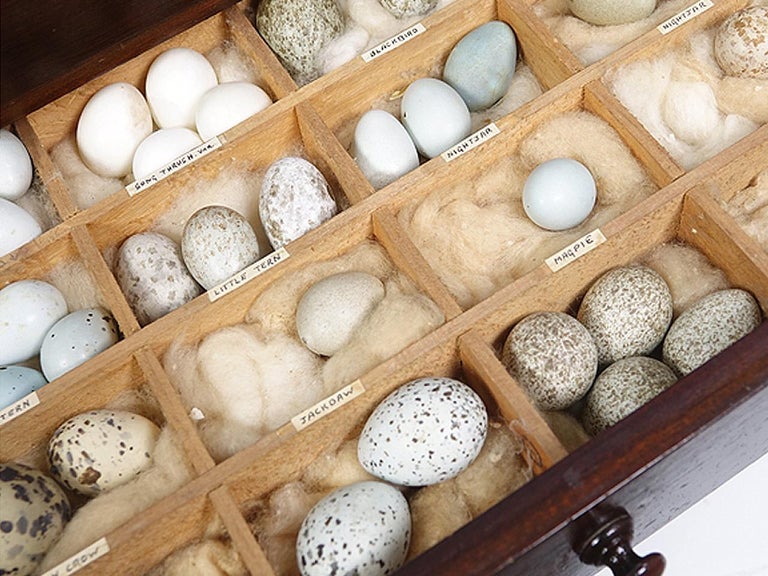 Early Museum Egg Collection at 1stDibs