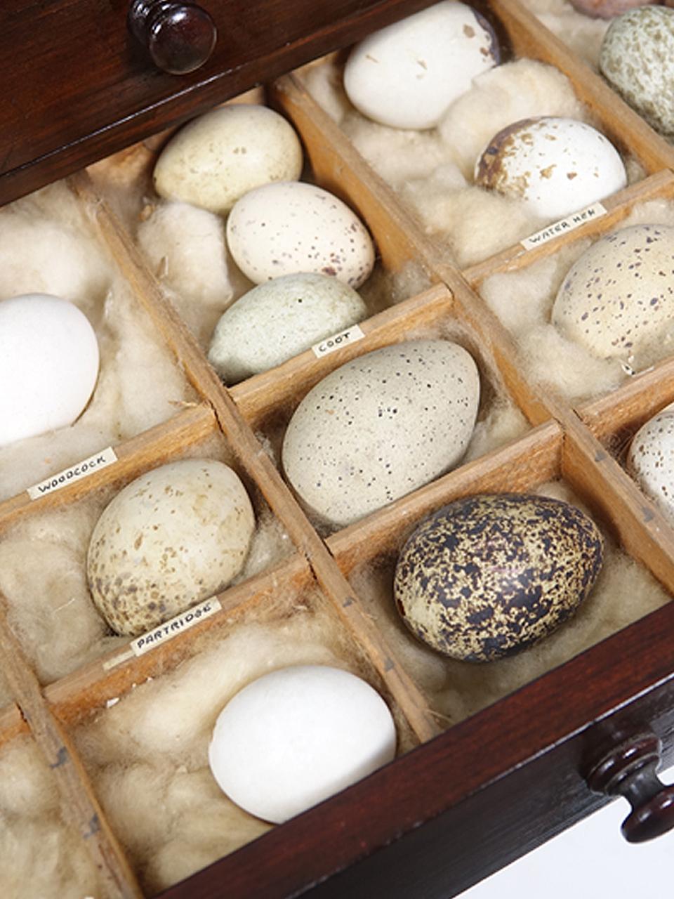 Early Museum Egg Collection at 1stDibs