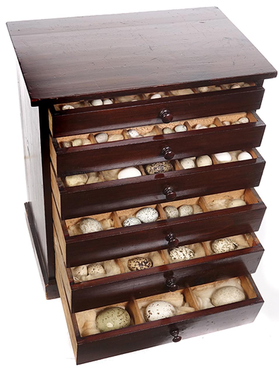 Early Museum Egg Collection at 1stDibs