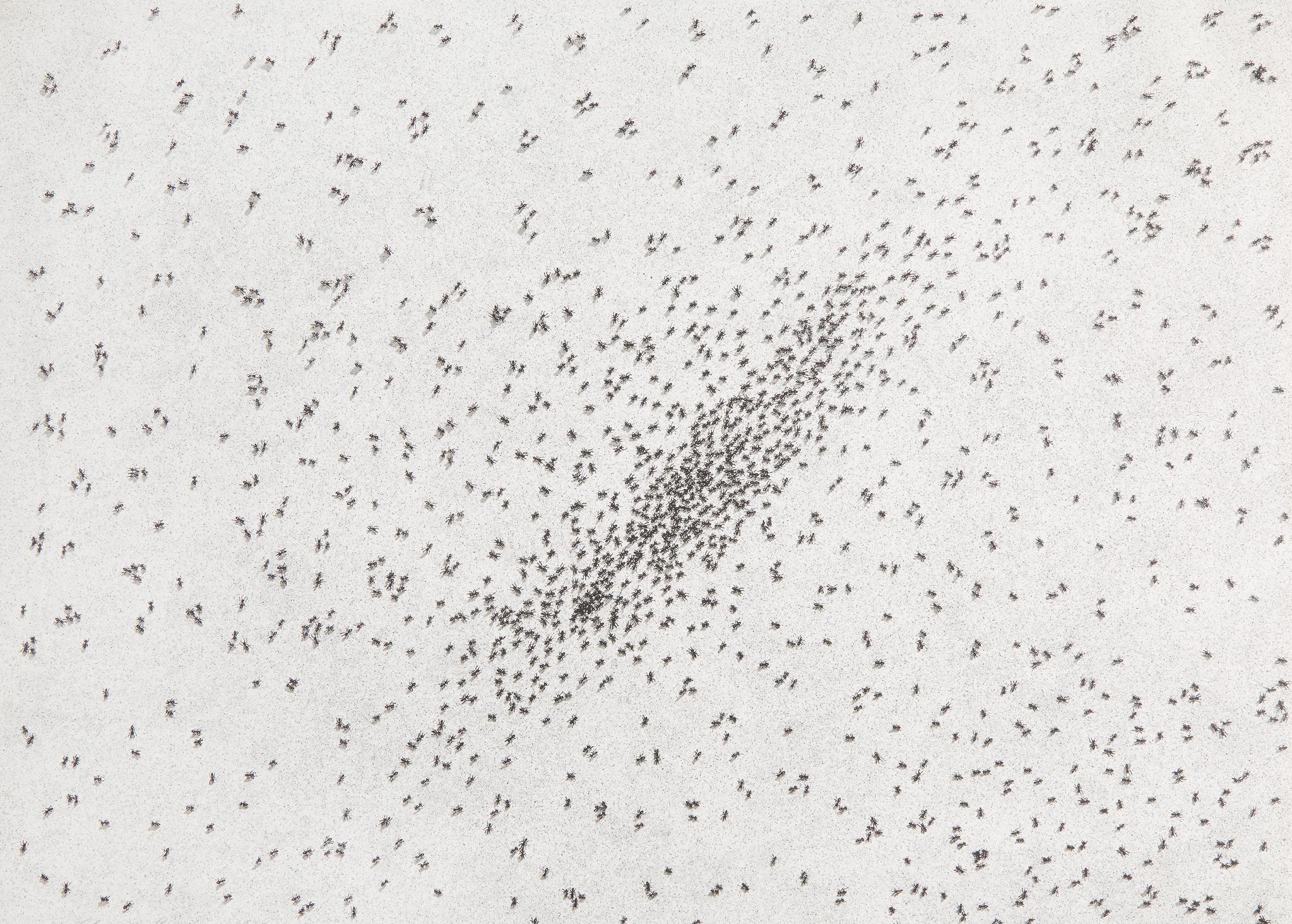 Ed Ruscha Prints and Multiples - 84 For Sale at 1stDibs | ed ruscha ...