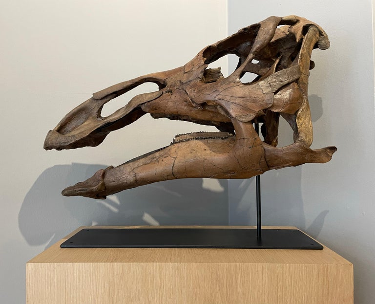 Edmontosaurus Skull For Sale at 1stDibs