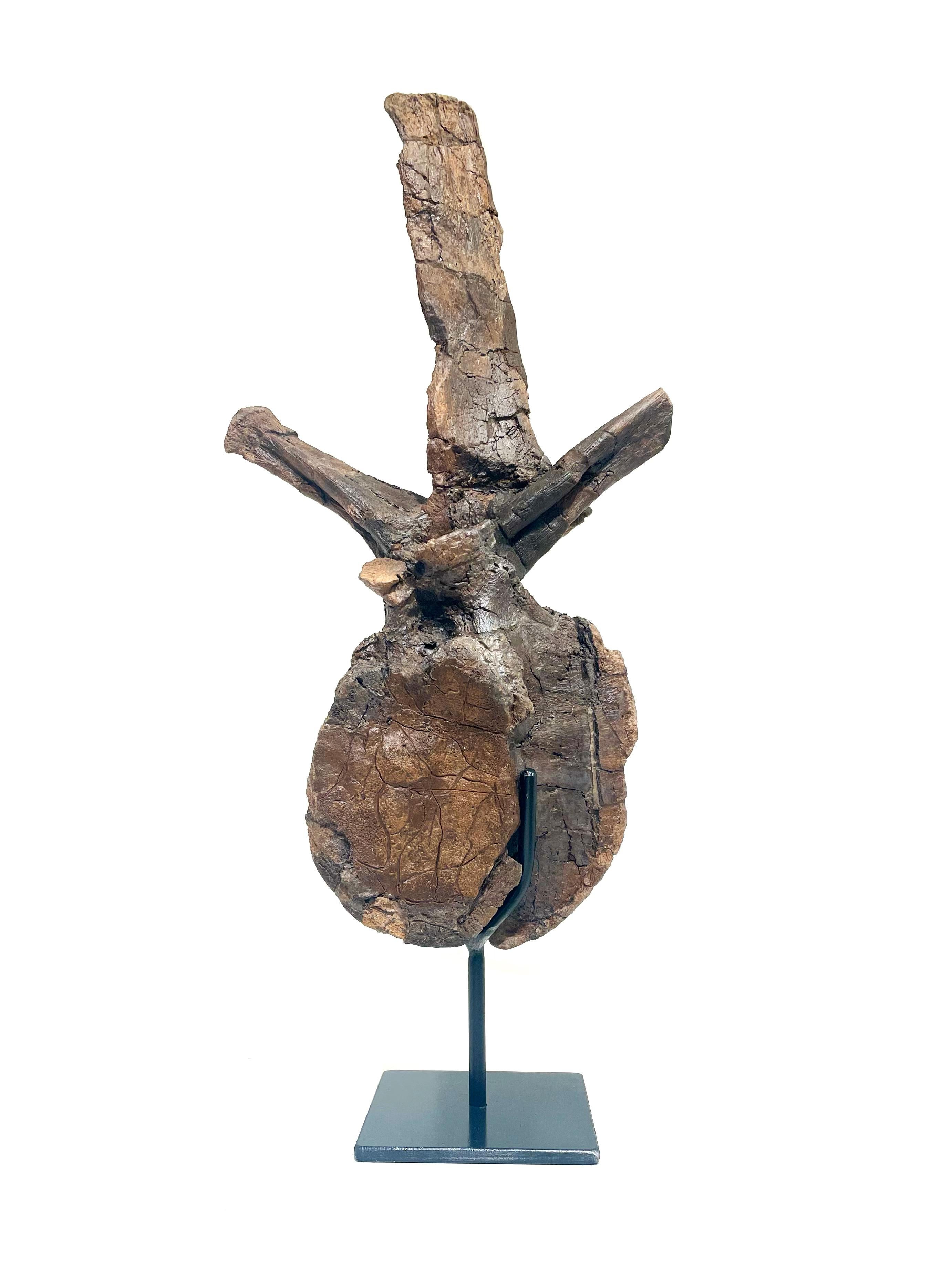 Fossilised Vertebrae of an Edmontosaurus Dinosaur at 1stDibs