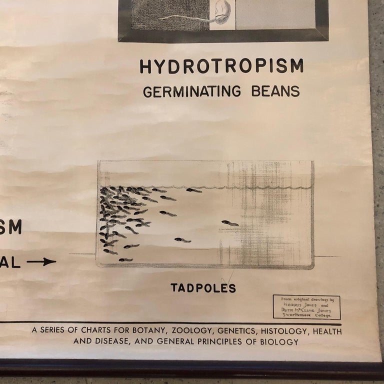 Educational Anatomical Tropisms Biology Chart by The Welch Scientific ...