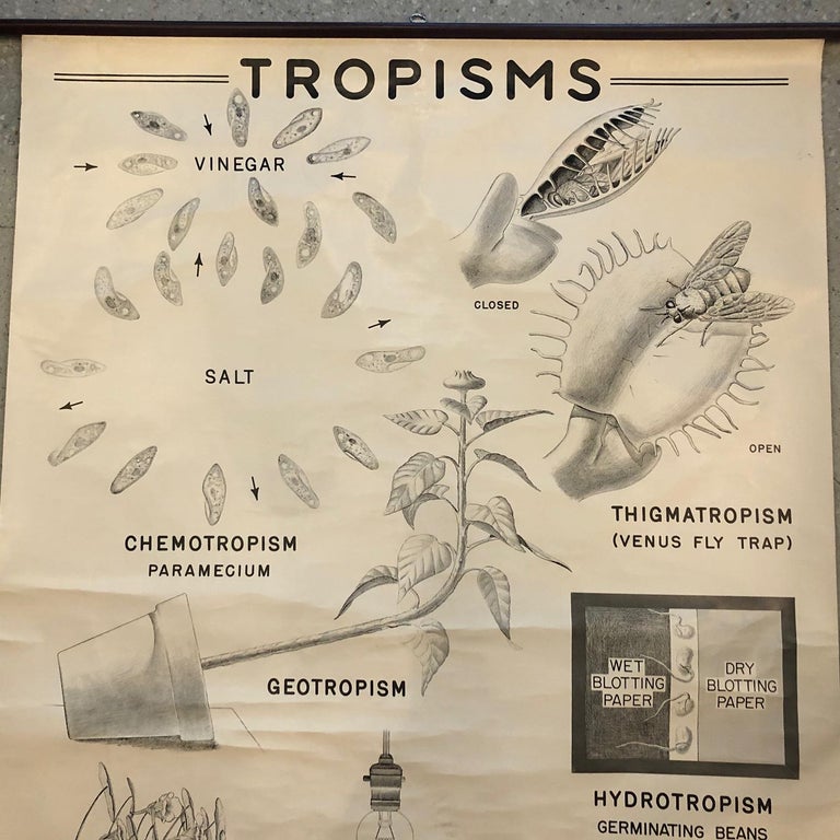 Educational Anatomical Tropisms Biology Chart by The Welch Scientific ...