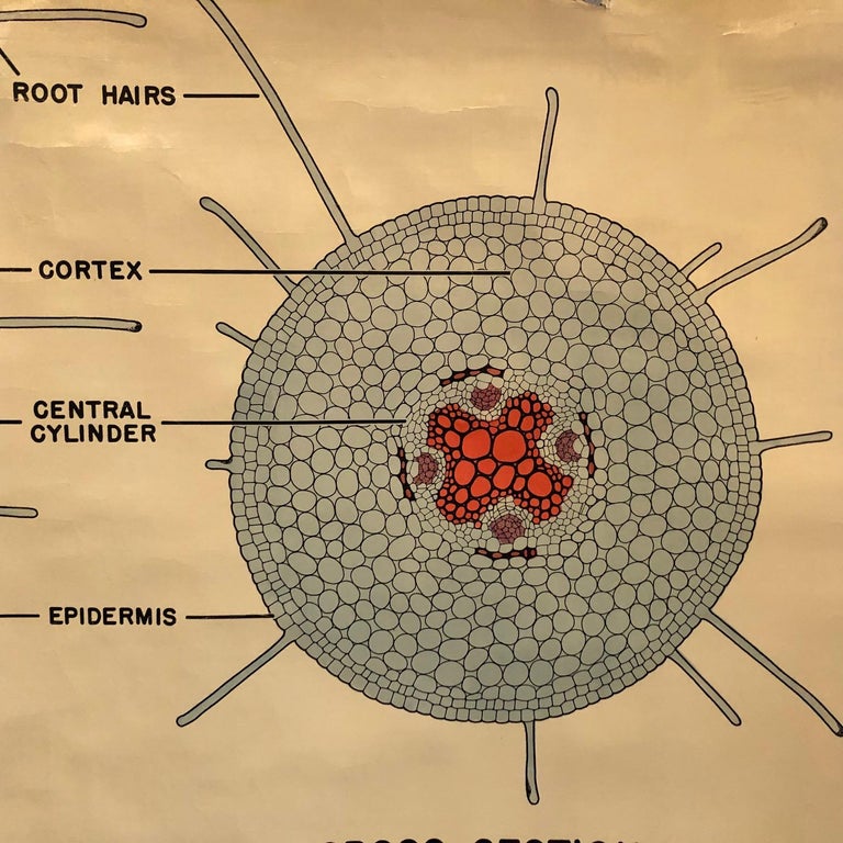 Educational Botanical Root Structure Chart by New York Scientific ...