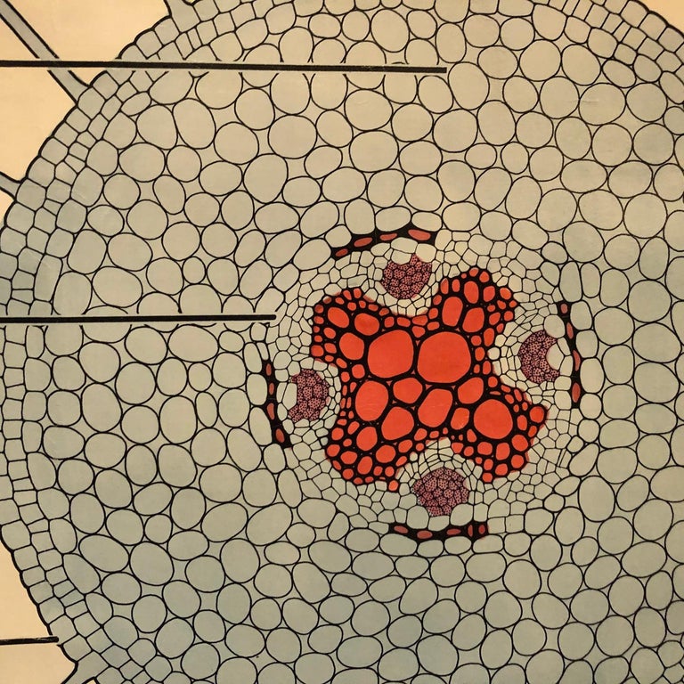 Educational Botanical Root Structure Chart by New York Scientific ...
