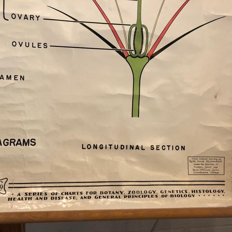 Educational Flower And Seed Botanical Chart by New York Scientific ...