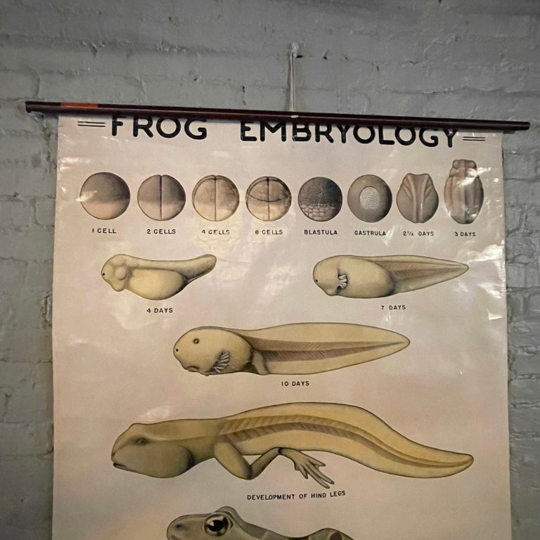 Educational Frog Embryology Chart by The Welch Scientific Company at ...
