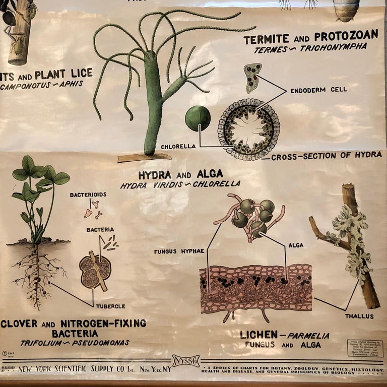 Educational Zoological Symbiosis Wall Chart by New York Scientific ...