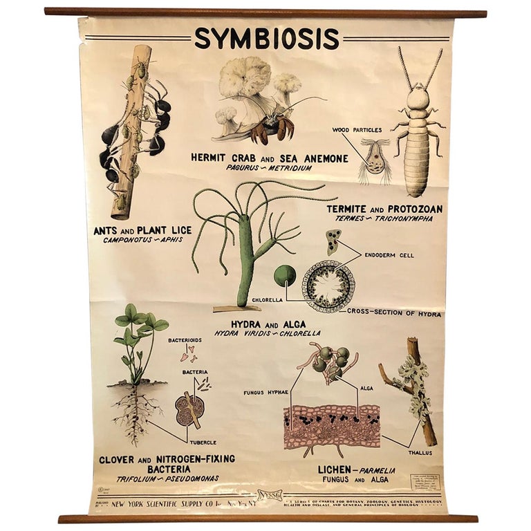 Educational Zoological Symbiosis Wall Chart by New York Scientific ...