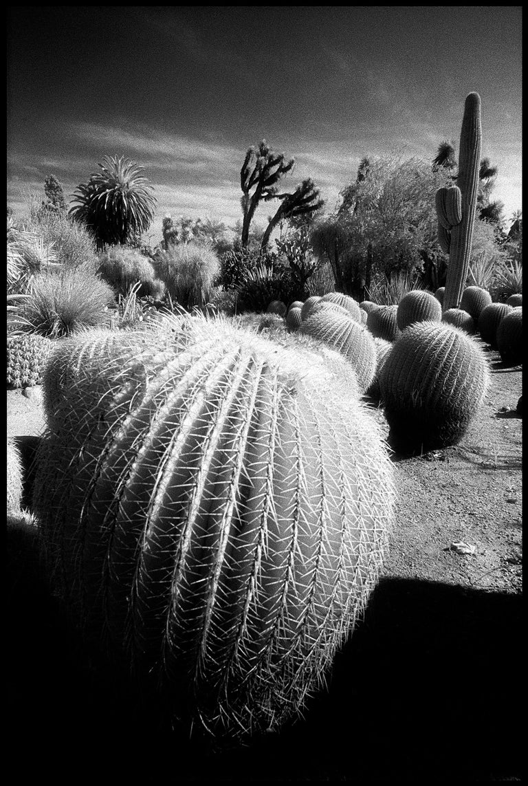 Edward Alfano - Cactus Garden at Huntington Gardens - Contemporary ...