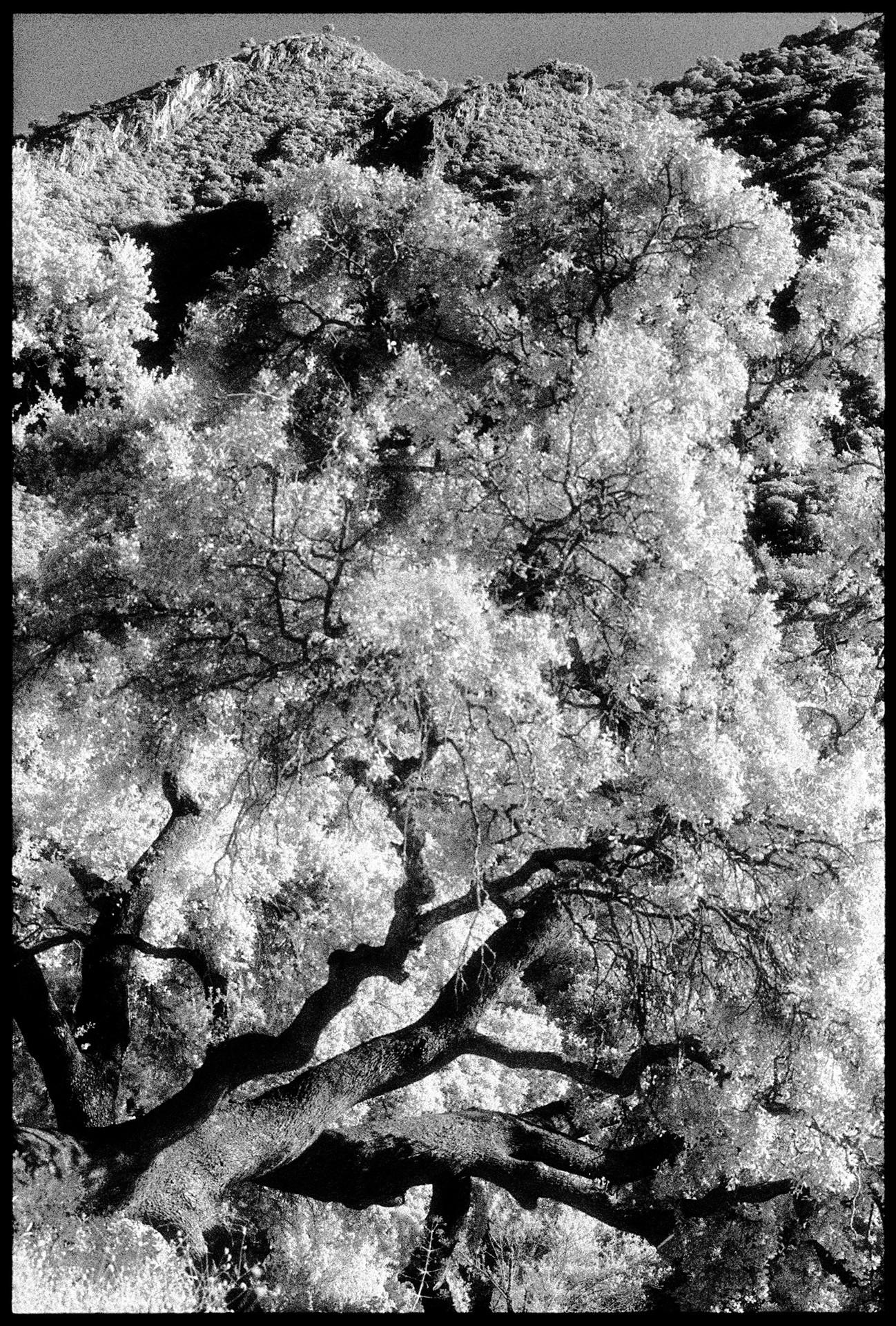 Deirdre Allinson - Strength For Sale at 1stDibs