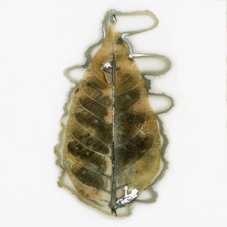 Edward Bateman - Leaf No. 15 For Sale at 1stDibs