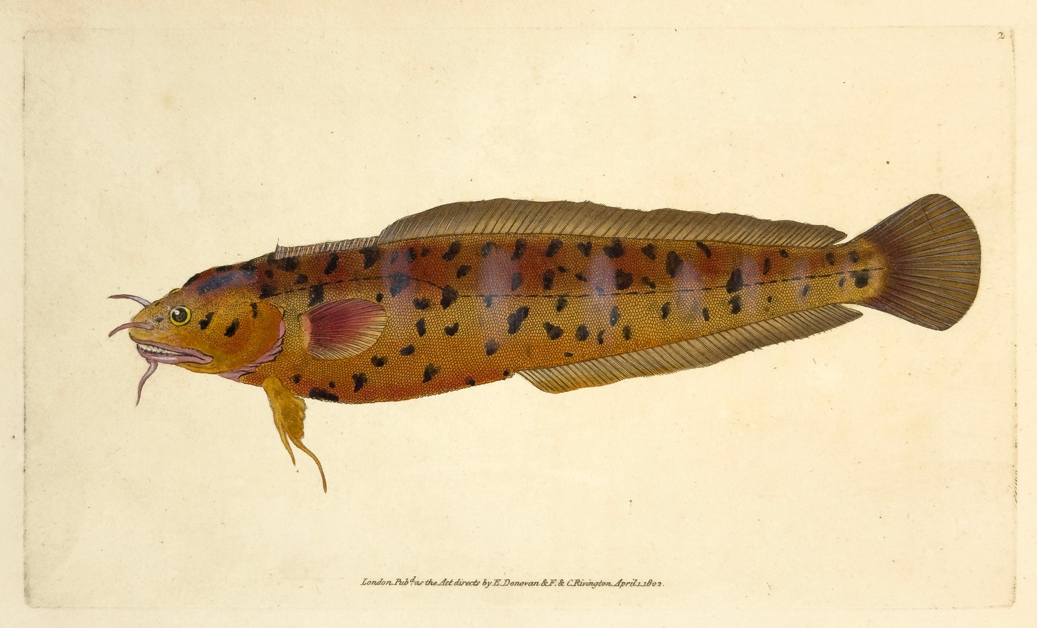 Edward Donovan - 02: Gadus tricirratus, Three Bearded Cod or Rockling ...