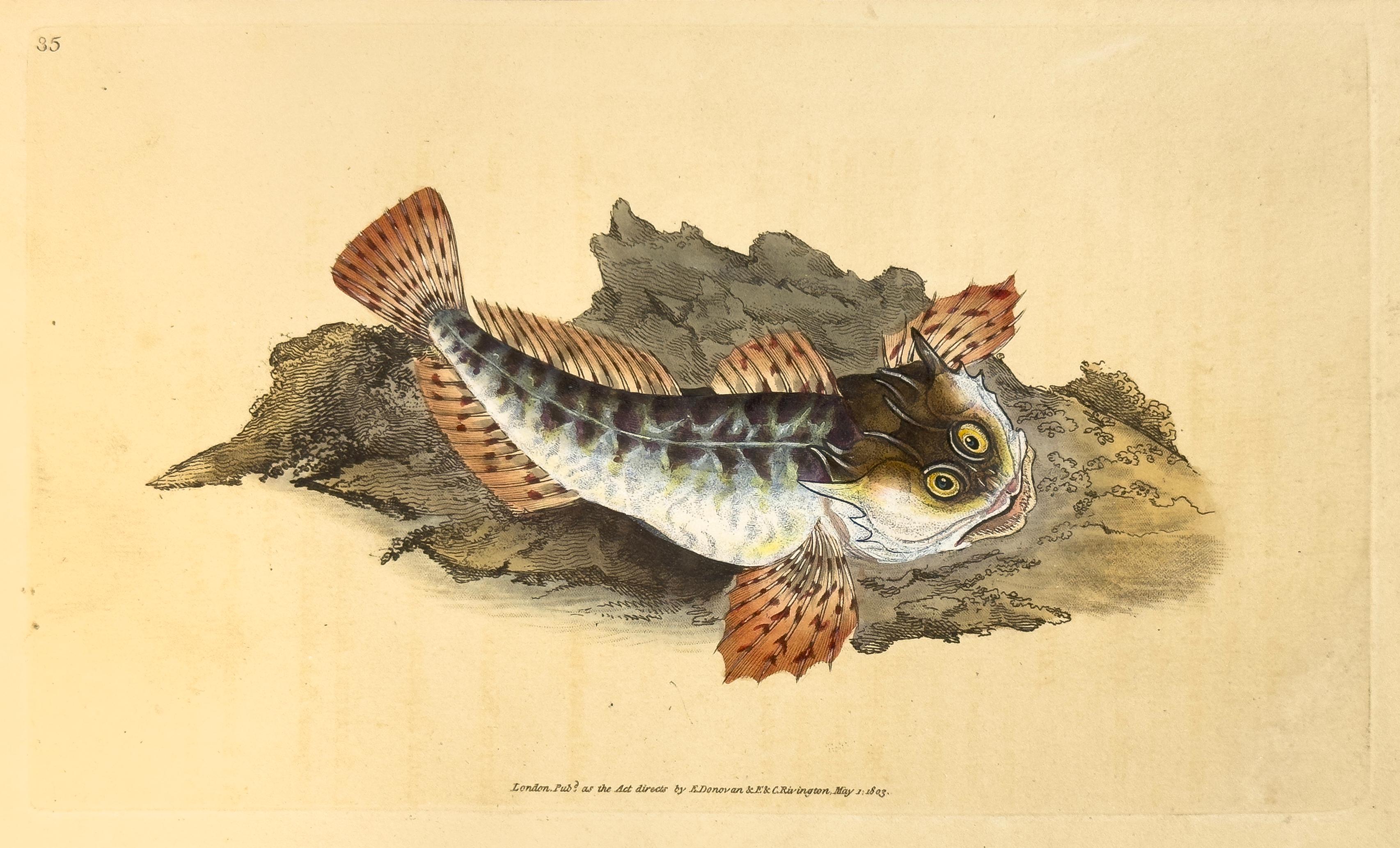 Edward Donovan - 35: Cottus scorpious, Father Lasher or Sea Scorpion ...