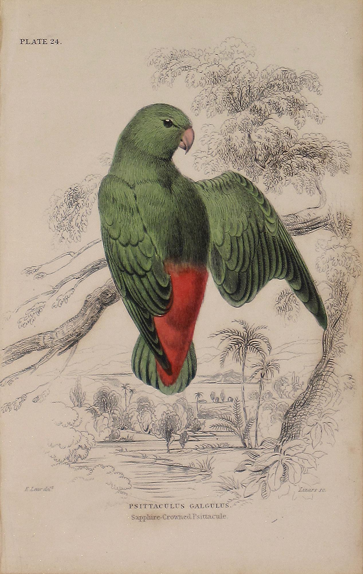 Dr. Robert John Thornton - Pontic Rhododendron at 1stDibs