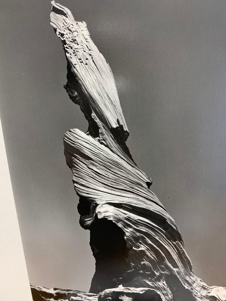 Edward Weston - Driftwood Stump For Sale at 1stDibs