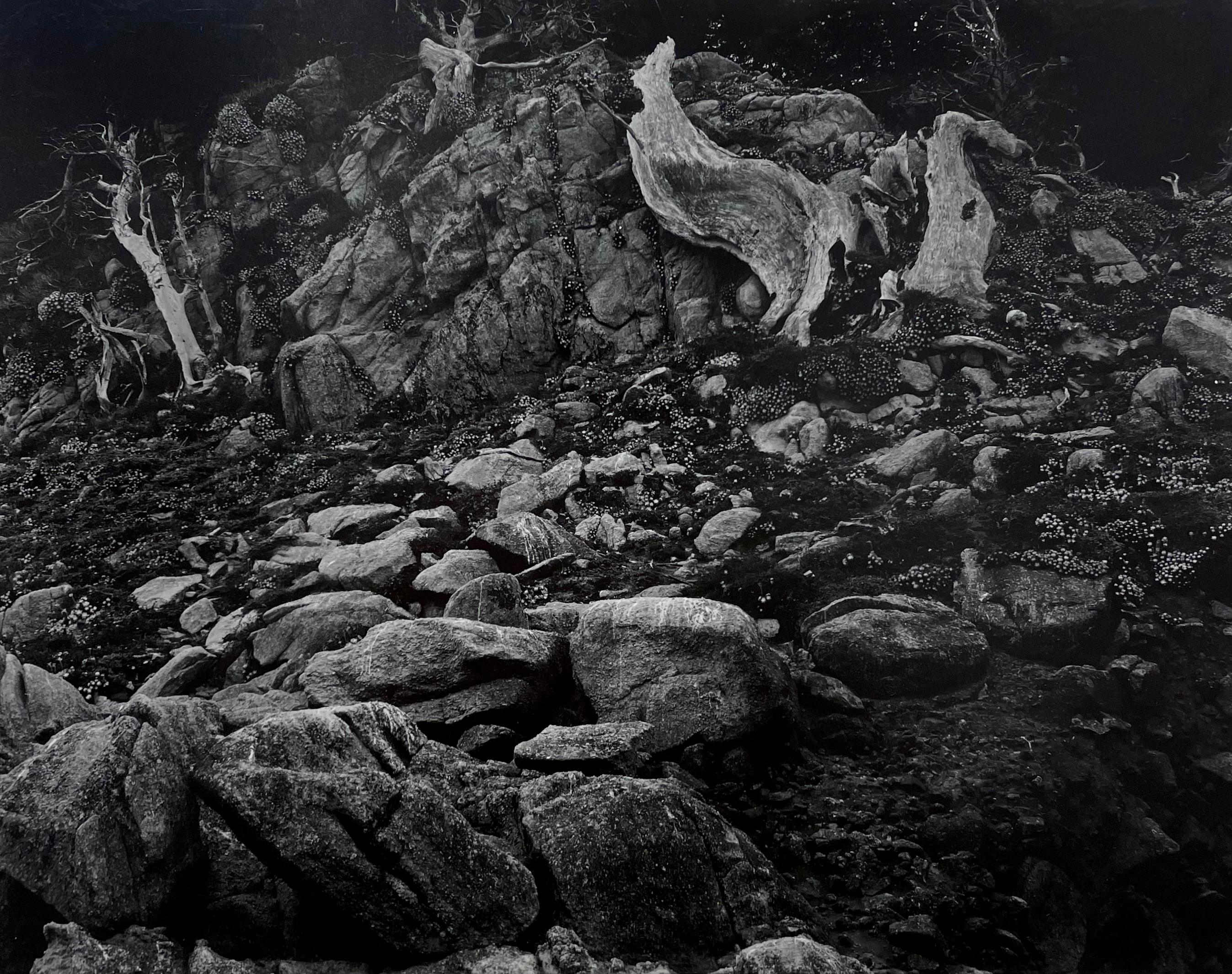 Edward Weston - North Shore, Point Lobos For Sale at 1stDibs | ansel ...