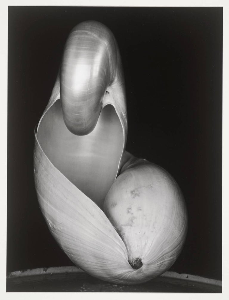 Edward Weston - Two Shells, 1927 - Edward Weston (Photography) For Sale ...
