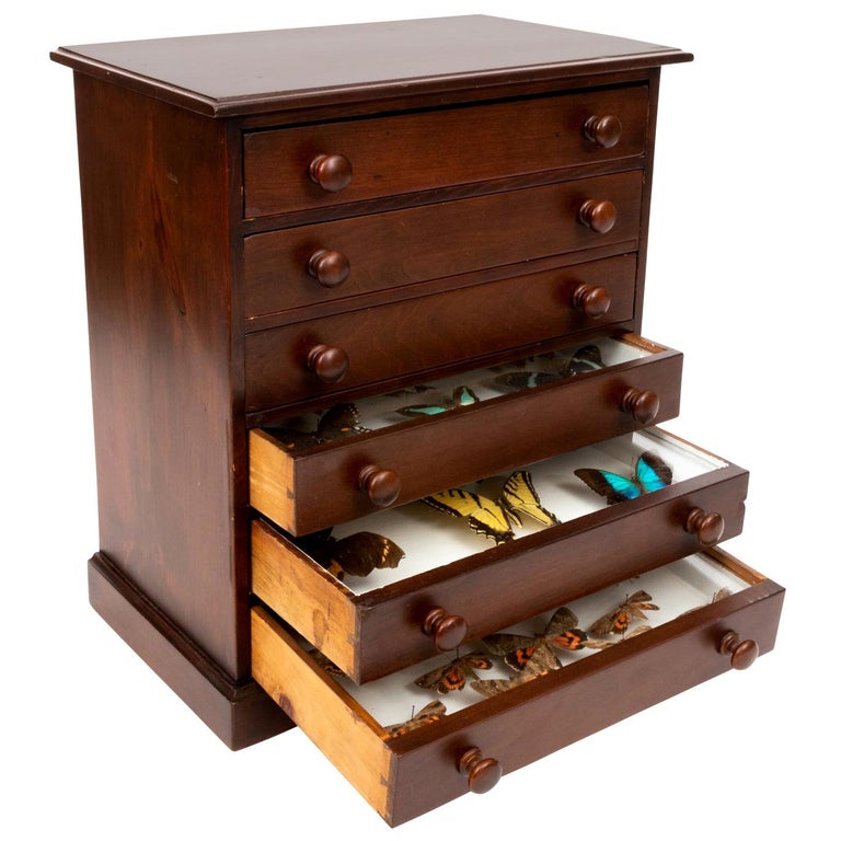 Edwardian Six-Drawer Butterfly Cabinet at 1stDibs
