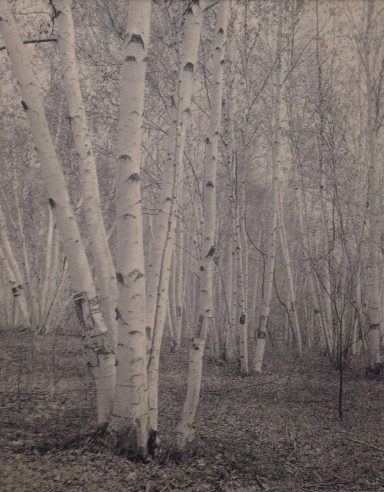Edwin Hale Lincoln - Untitled [tree in forest], c. 1890 For Sale at 1stDibs