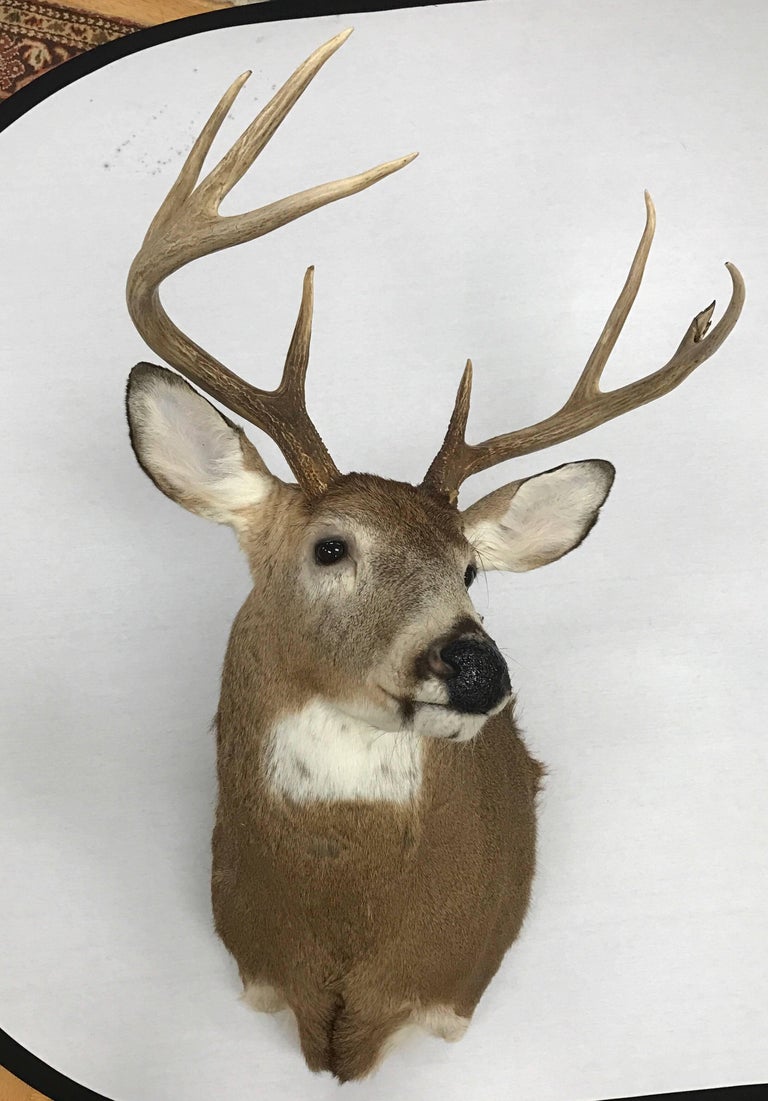 Eight-Point Deer Head Taxidermy Mount at 1stDibs | dear head, deer head ...